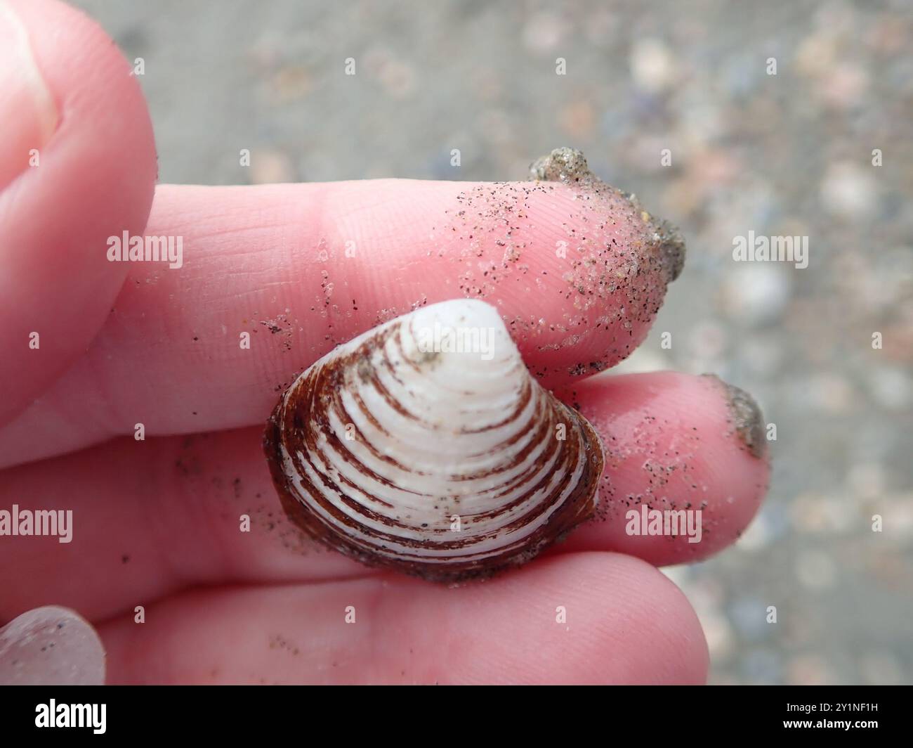 Wavy Astarte (Astarte undata) Mollusca Stock Photo - Alamy