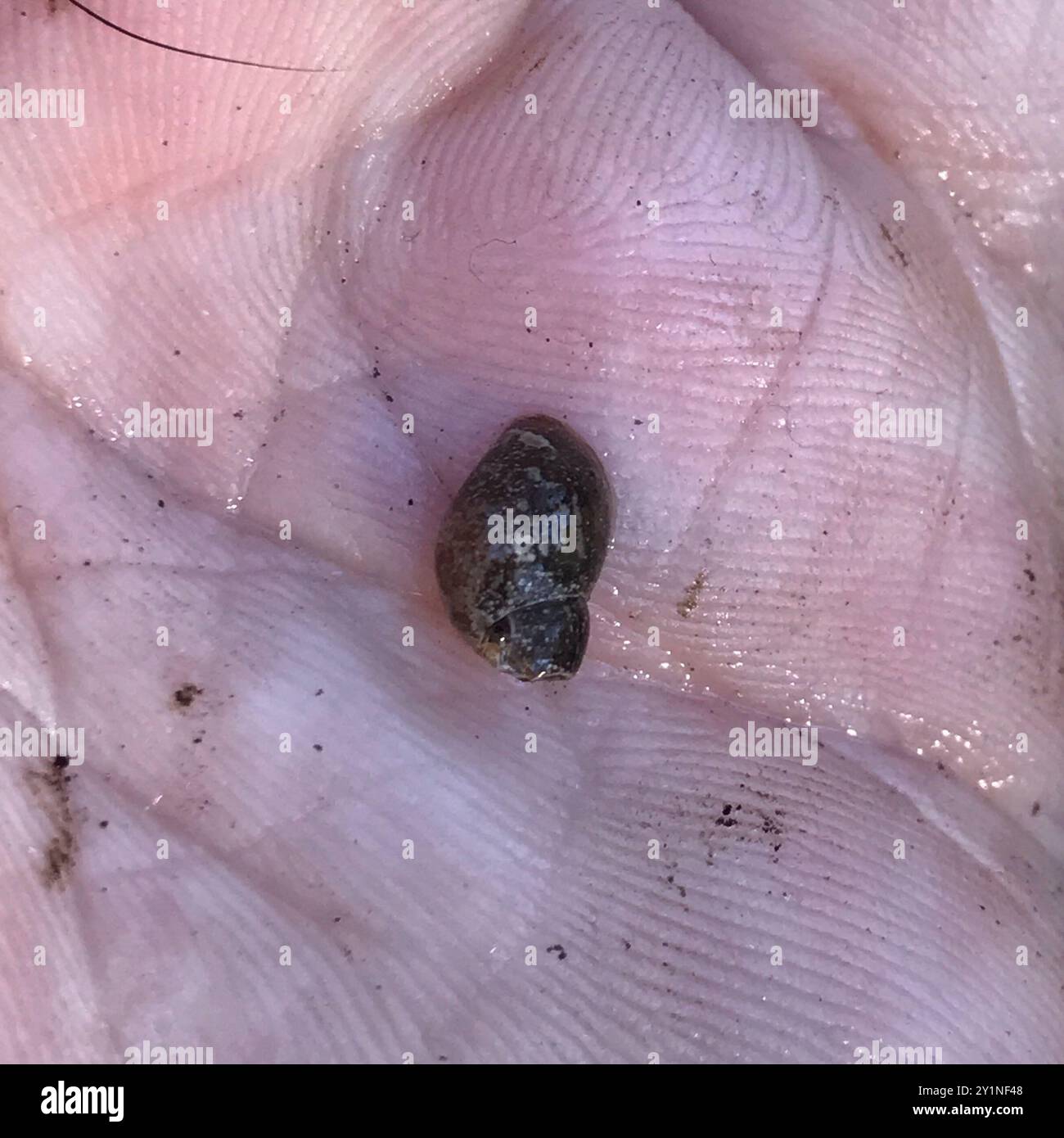 Pond Snails, Bladder Snails, and Allies (Lymnaeoidea) Mollusca Stock ...