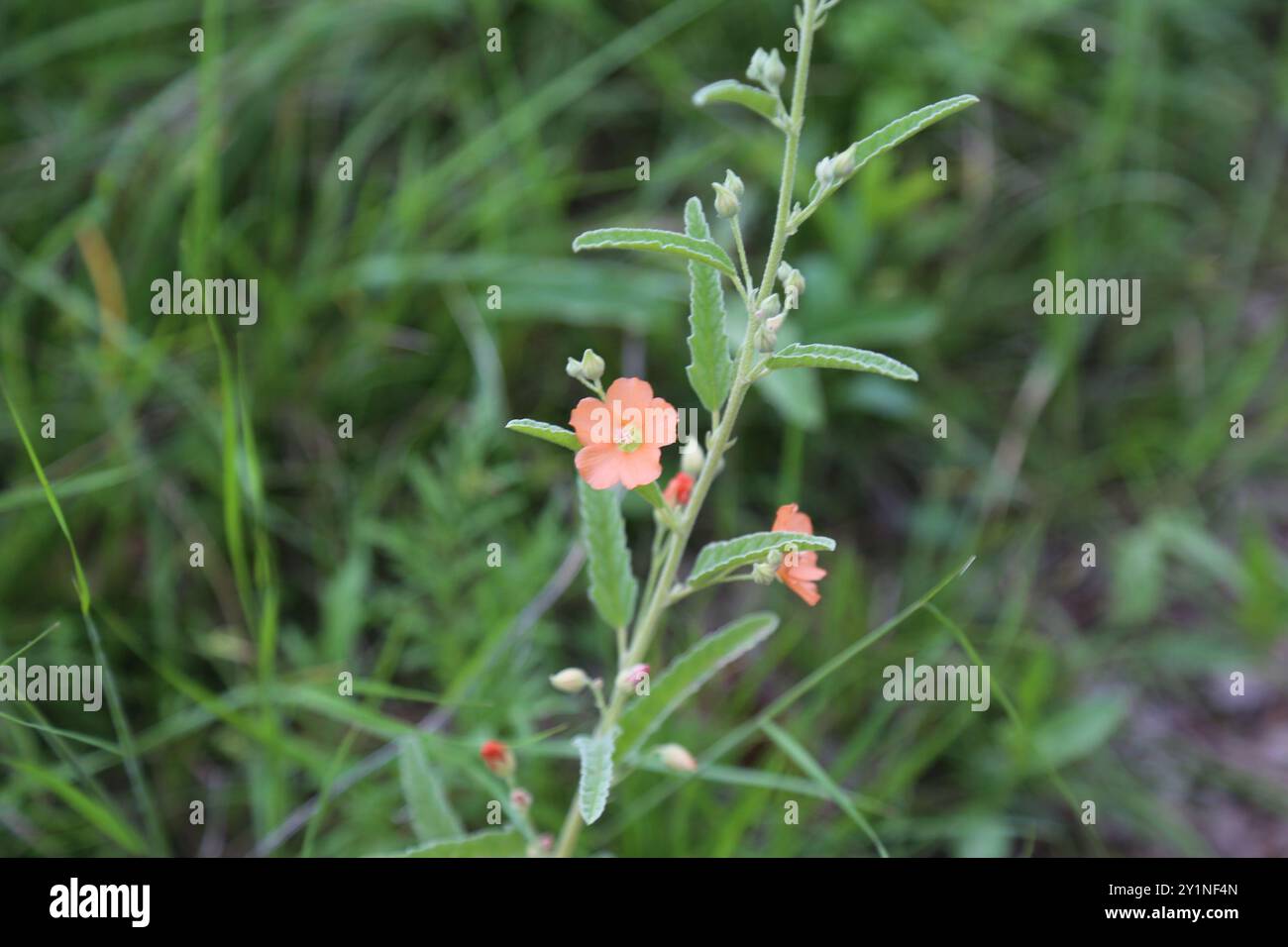 narrowleaf globemallow (Sphaeralcea angustifolia) Plantae Stock Photo ...