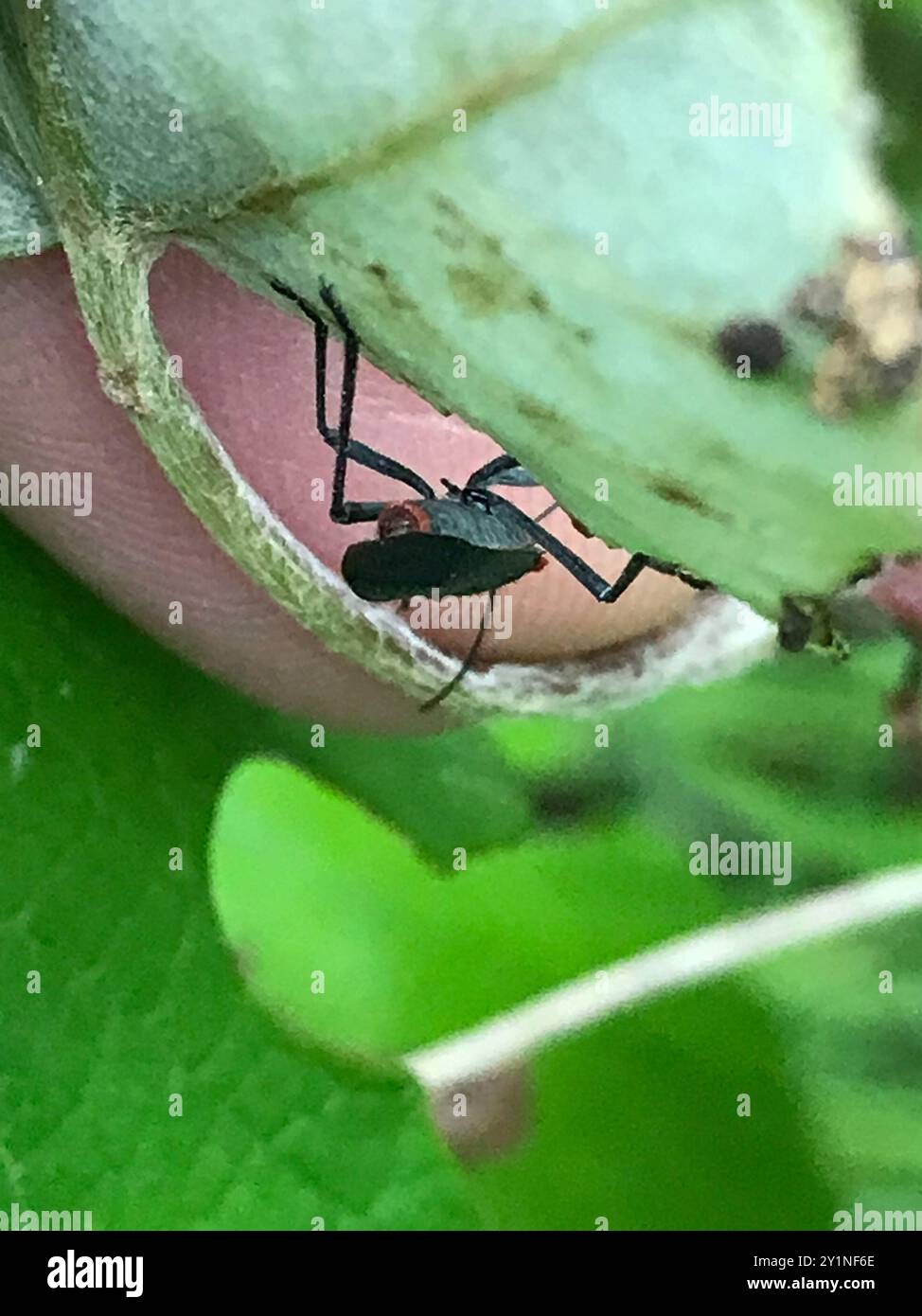 Red-shouldered Bug (Jadera haematoloma) Insecta Stock Photo - Alamy