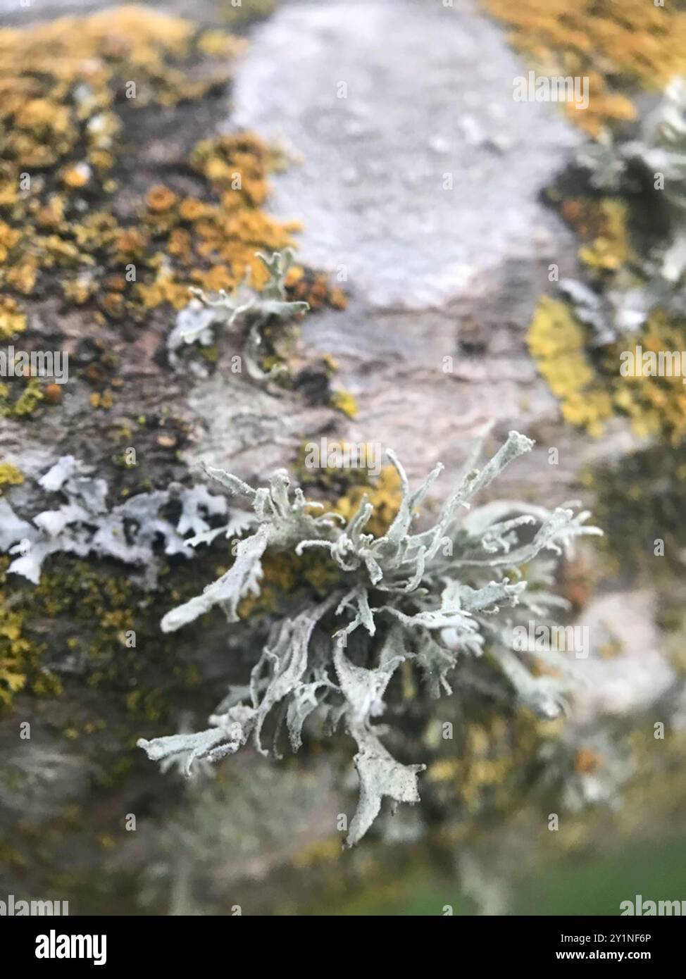 bushy lichens (Ramalina) Fungi Stock Photo - Alamy