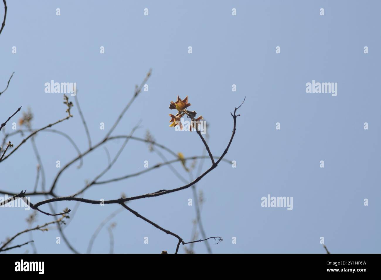 Gmelina tree hi-res stock photography and images - Alamy