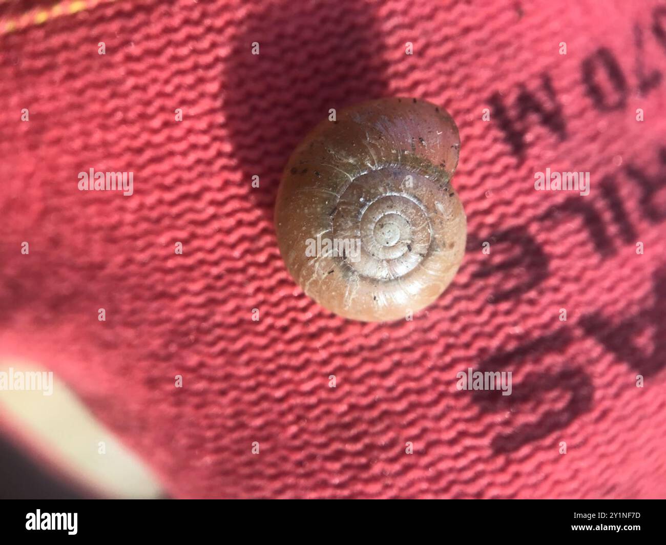Typical Glass Snails (Oxychilus) Mollusca Stock Photo - Alamy