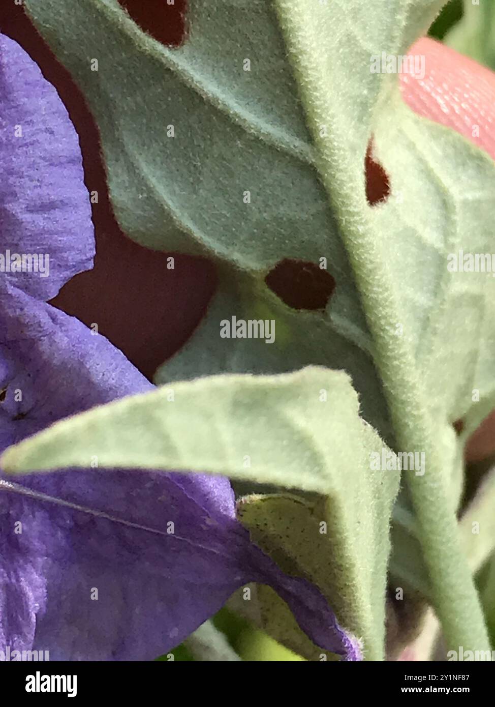 silverleaf nightshade (Solanum elaeagnifolium) Plantae Stock Photo - Alamy