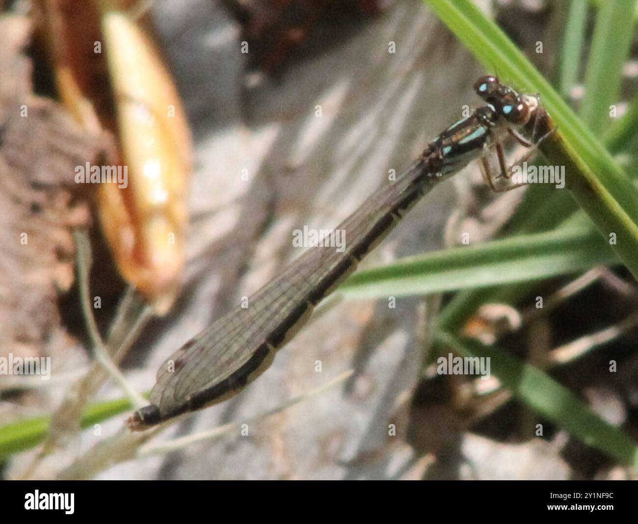 Fragile Forktail (Ischnura posita) Insecta Stock Photo - Alamy