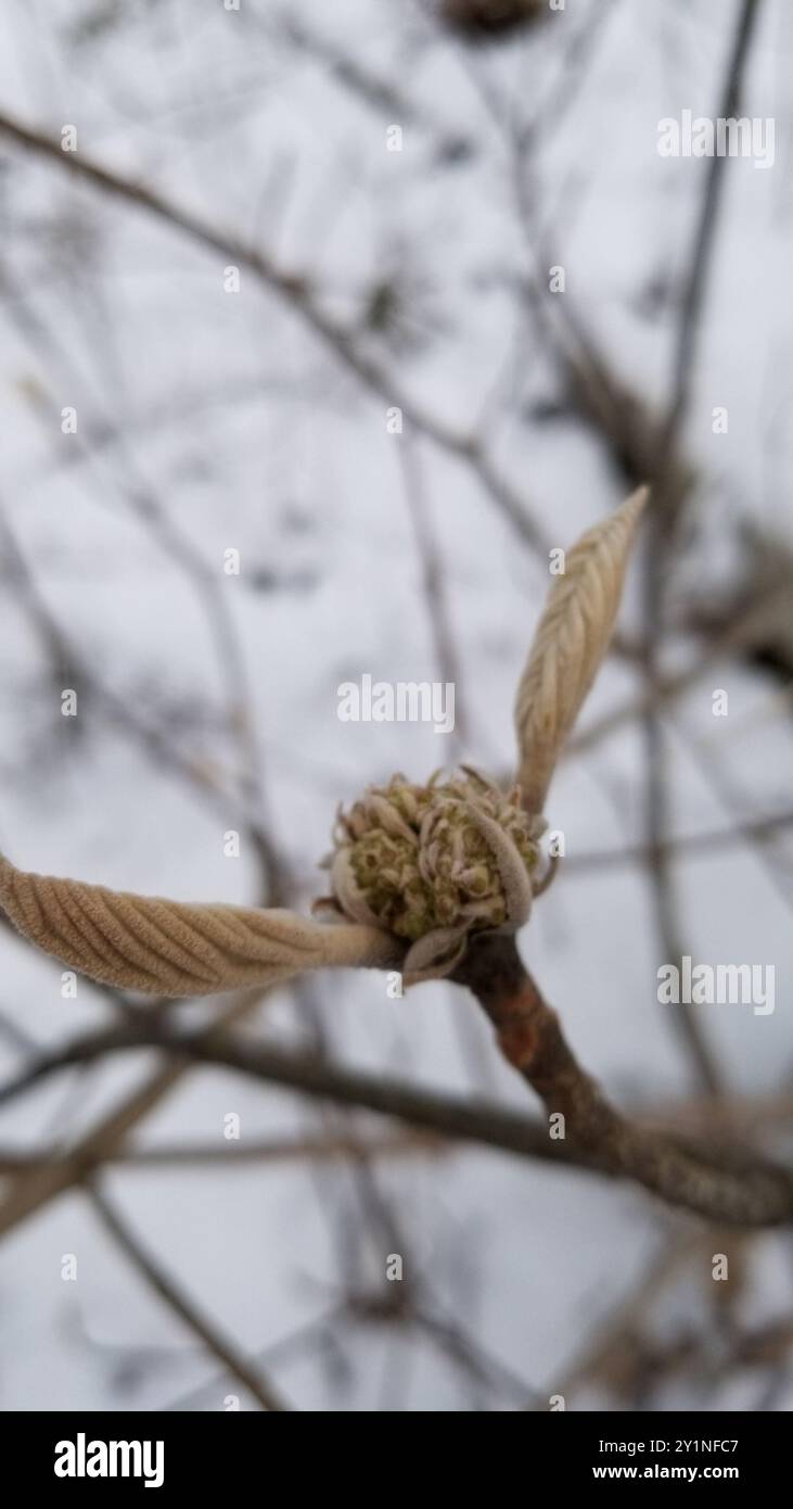 hobblebush (Viburnum lantanoides) Plantae Stock Photo - Alamy