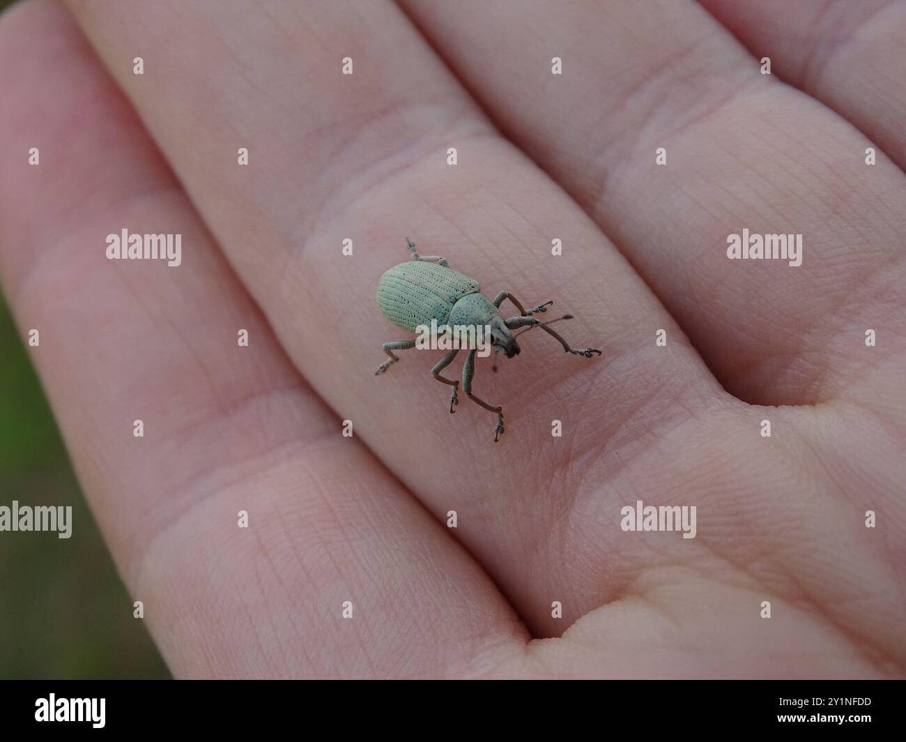 Northern Citrus Root Weevil (Pachnaeus opalus) Insecta Stock Photo - Alamy