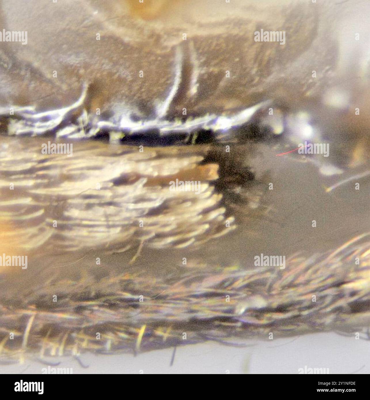 Salt and Pepper Microcaddisfly (Agraylea multipunctata) Insecta Stock ...