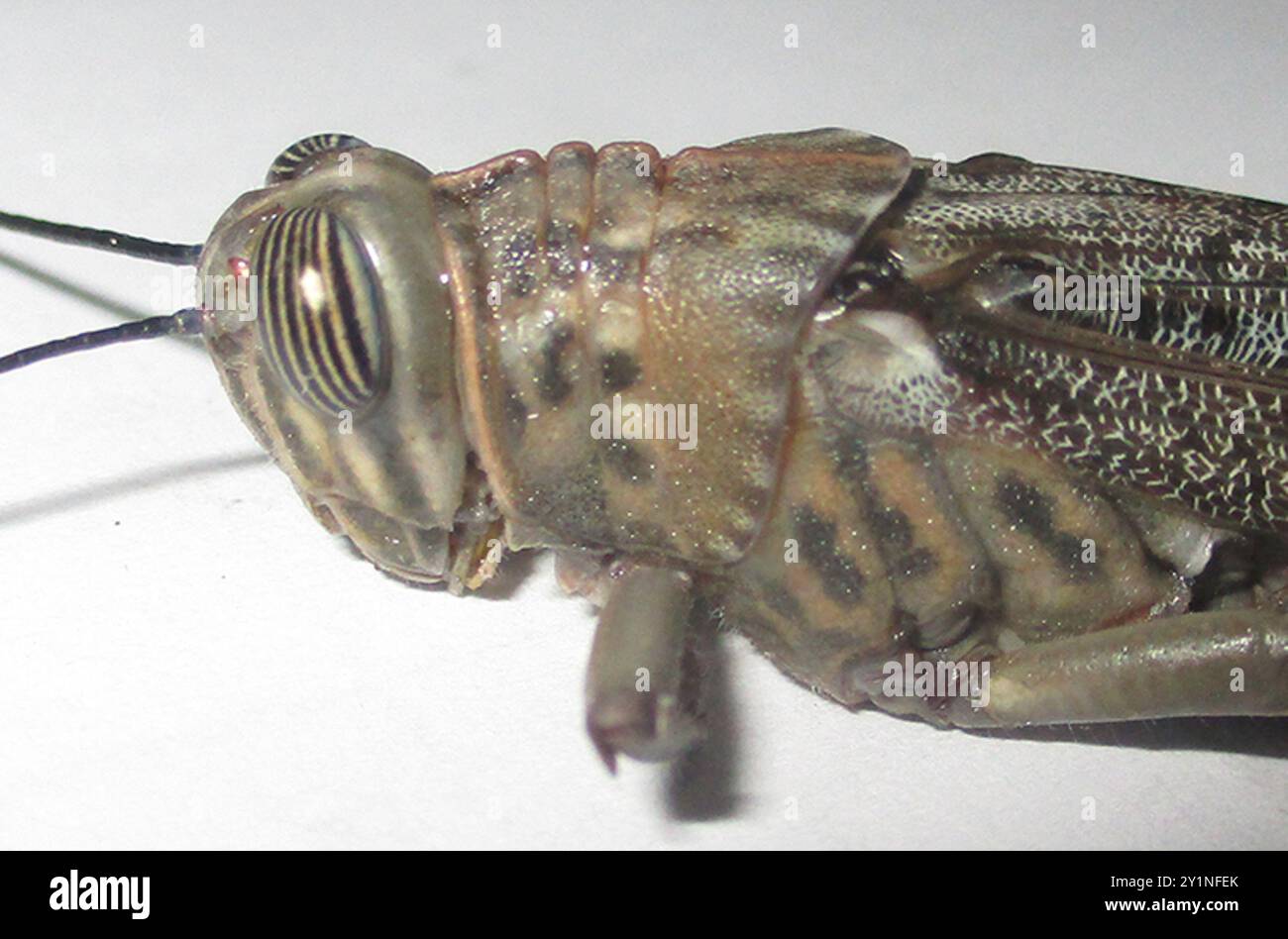 Tree Locust (Anacridium moestum) Insecta Stock Photo - Alamy