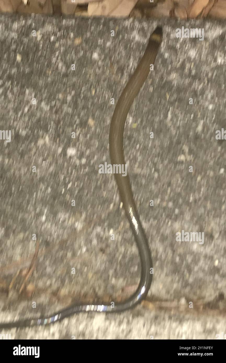 Three-clawed Worm-skink (Anomalopus verreauxii) Reptilia Stock Photo ... Three-clawed Worm-skink (Anomalopus verreauxii) Reptilia Stock Photo ...