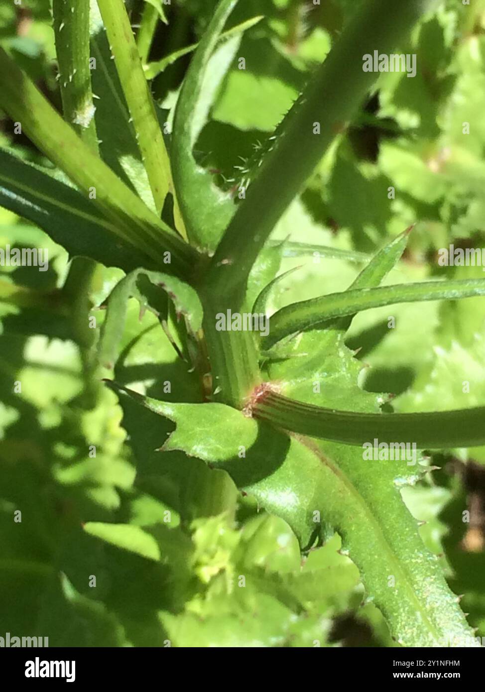 False Hawkbit (Urospermum picroides) Plantae Stock Photo - Alamy
