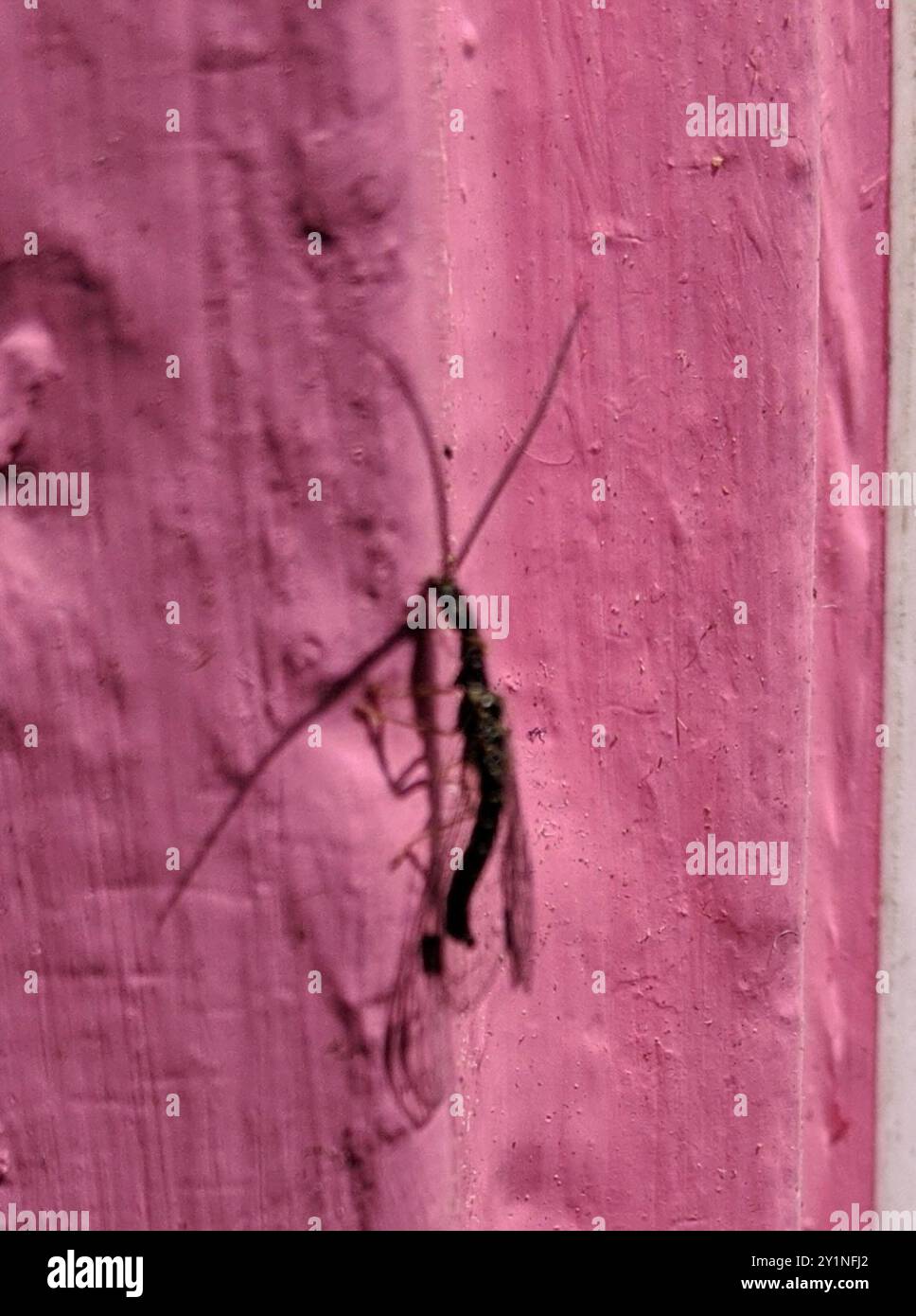 American Square-headed Snakeflies (Negha) Insecta Stock Photo - Alamy