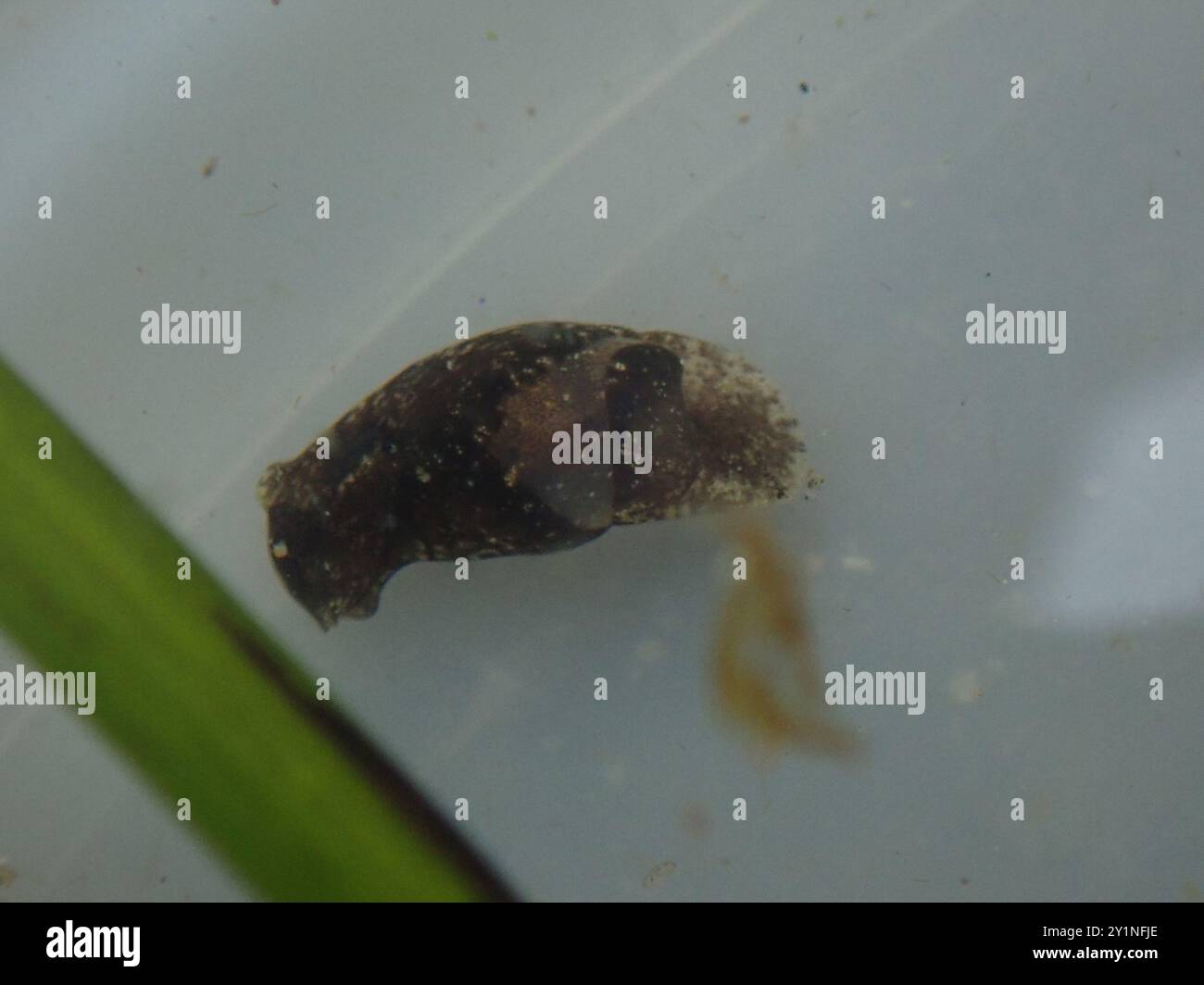 Japanese Bubble Snail (Haloa japonica) Mollusca Stock Photo - Alamy