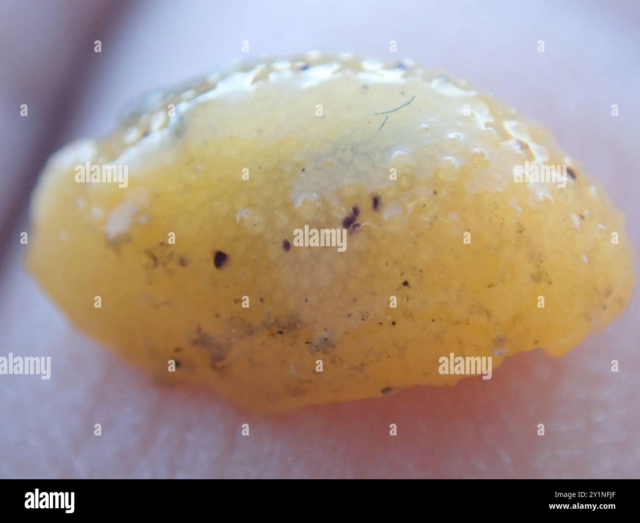 Monterey Dorid (Doris montereyensis) Mollusca Stock Photo - Alamy