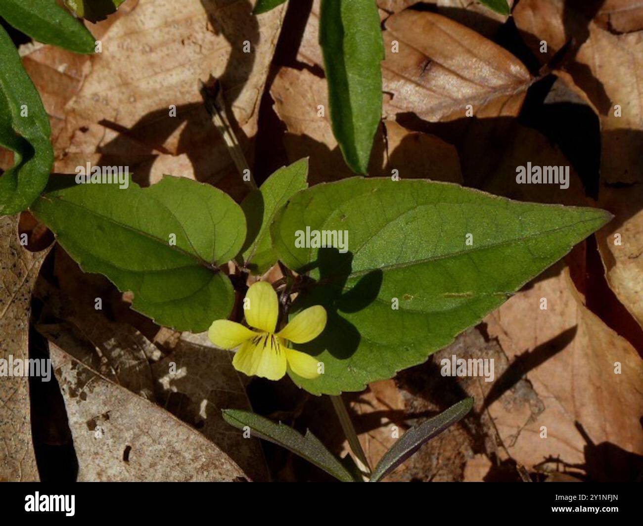 Halberd-leaved violet (Viola hastata) Plantae Stock Photo - Alamy