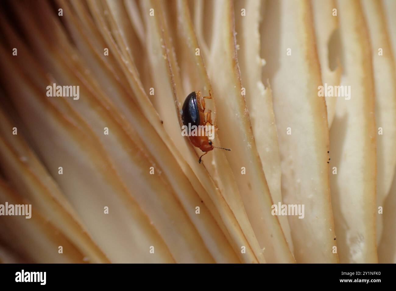 Triplax hi-res stock photography and images - Alamy