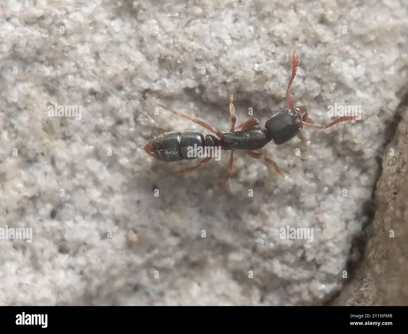 Typical Ponerine Ants (Ponerini) Insecta Stock Photo - Alamy