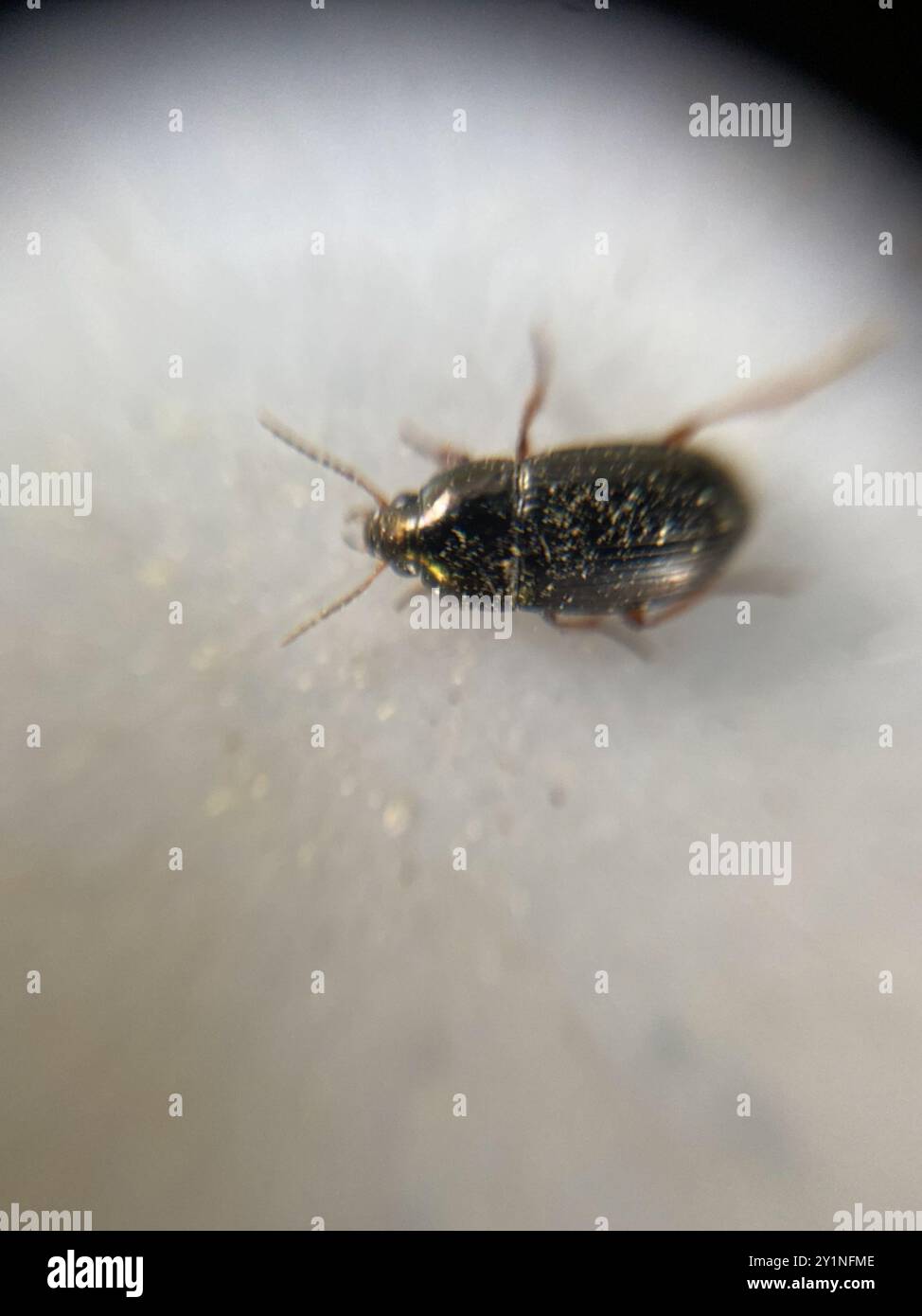 Common Sun Beetle (Amara aenea) Insecta Stock Photo - Alamy