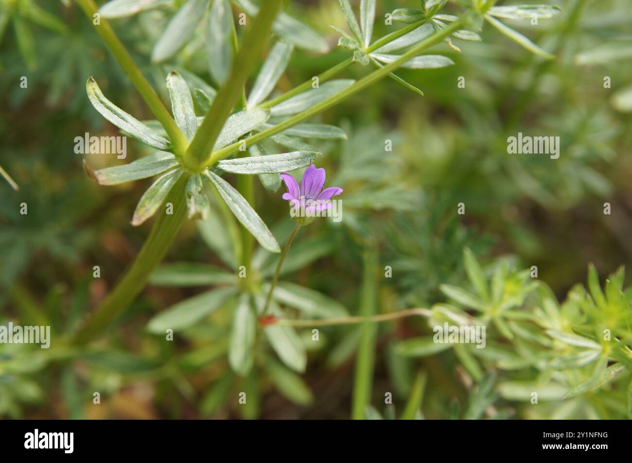 Long-stalked Crane's-bill (Geranium columbinum) Plantae Stock Photo - Alamy
