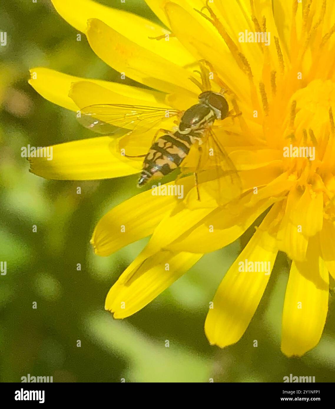 Eastern Calligrapher (Toxomerus geminatus) Insecta Stock Photo - Alamy