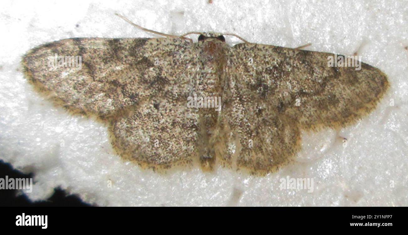 Geometer Moths (Geometridae) Insecta Stock Photo - Alamy