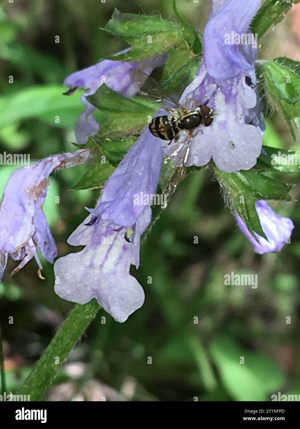 Eastern Calligrapher (Toxomerus geminatus) Insecta Stock Photo - Alamy