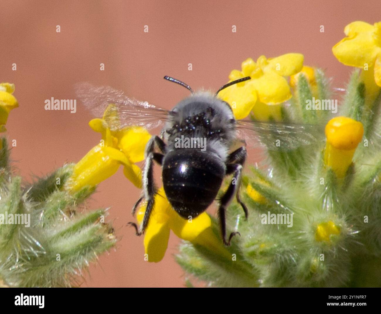 Common Digger Bees (Anthophora) Insecta Stock Photo - Alamy