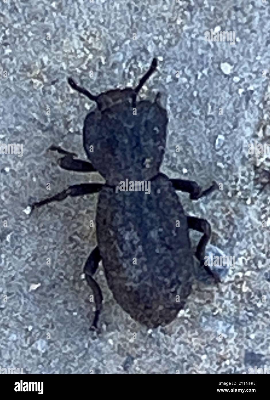 Diabolical Ironclad Beetle (Phloeodes diabolicus) Insecta Stock Photo ...