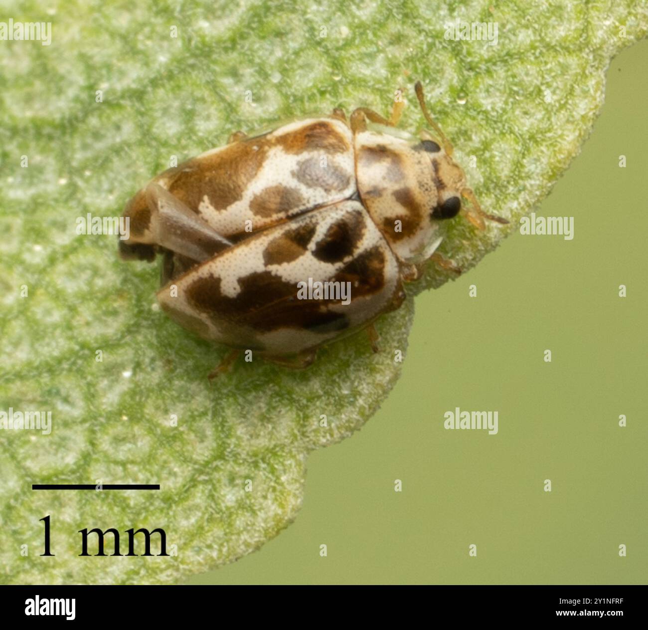 Twenty-spotted Lady Beetle (Psyllobora vigintimaculata) Insecta Stock ...