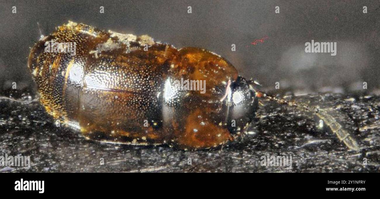 Corticinus hi-res stock photography and images - Alamy
