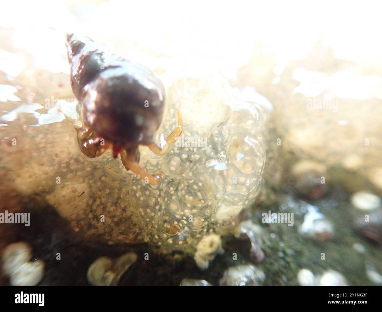 Sitka Periwinkle (Littorina sitkana) Mollusca Stock Photo - Alamy
