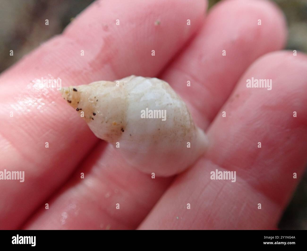 Atlantic Dogwhelk (Nucella lapillus) Mollusca Stock Photo - Alamy