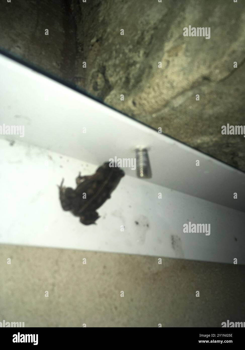 Cane Toad (Rhinella marina) Amphibia Stock Photo - Alamy
