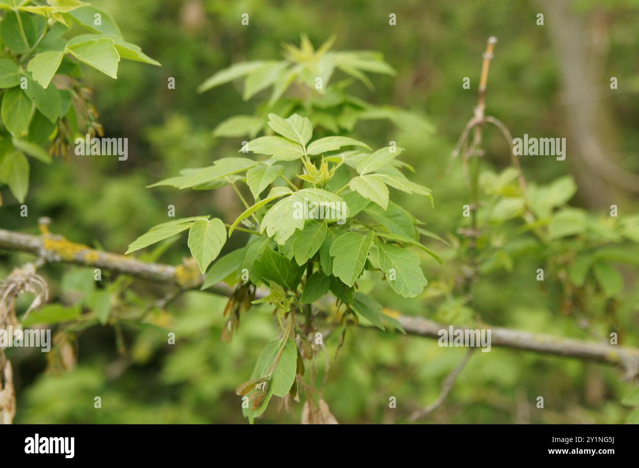 box elder (Acer negundo) Plantae Stock Photo - Alamy