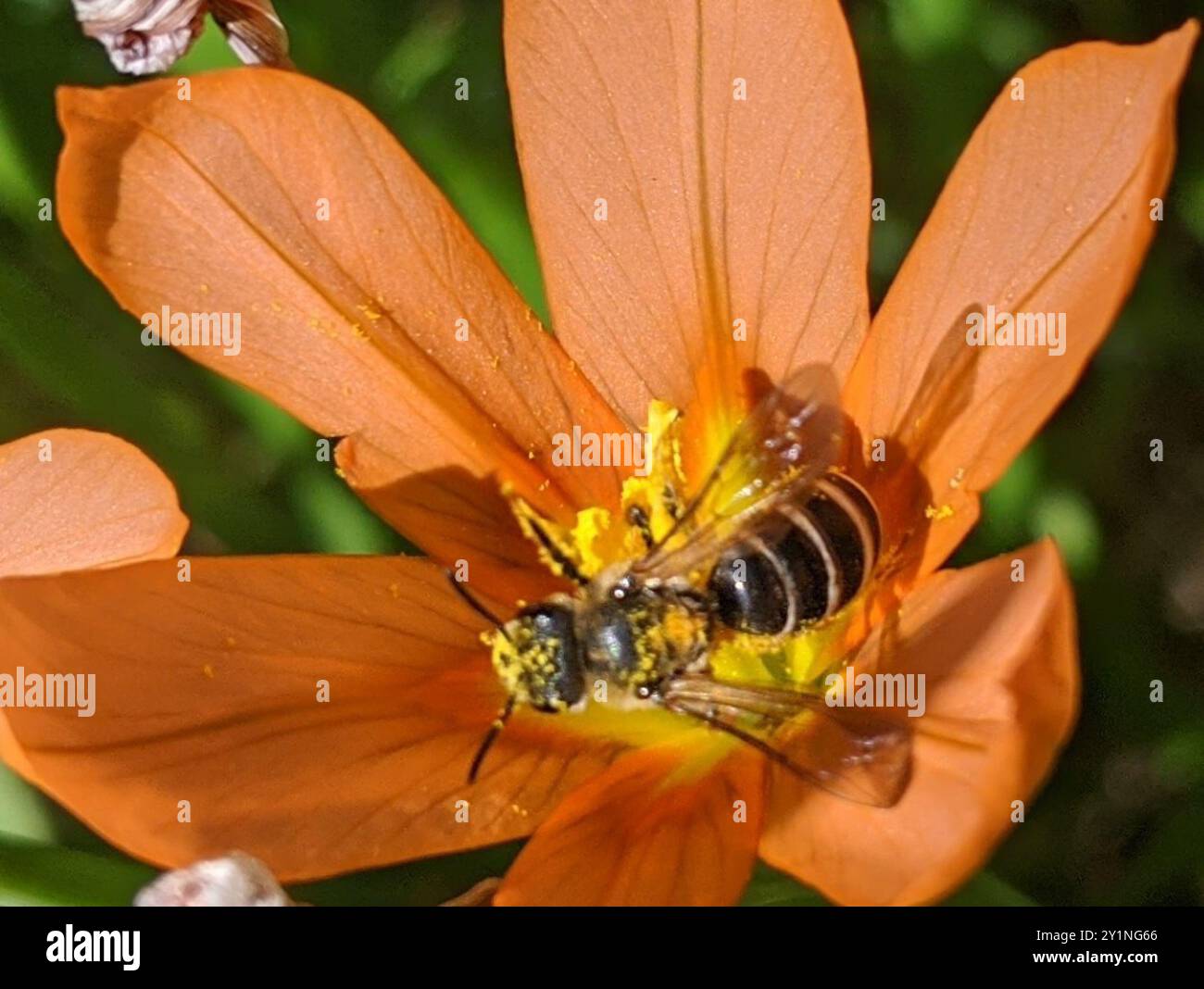 Orange-legged Furrow Bee (Halictus rubicundus) Insecta Stock Photo - Alamy