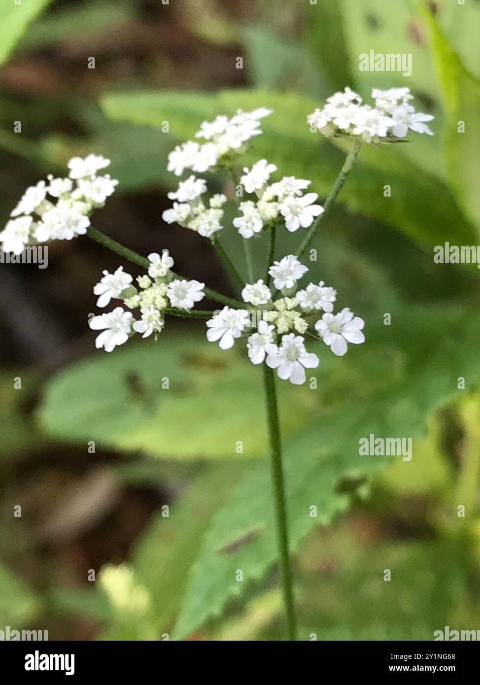 common hedge parsley (Torilis arvensis) Plantae Stock Photo - Alamy