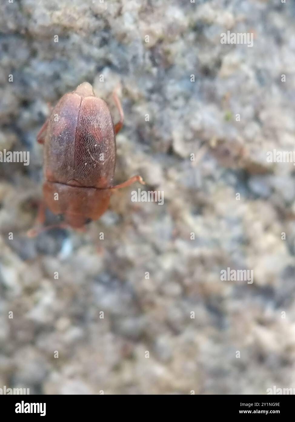 Epuraea aestiva hi-res stock photography and images - Alamy