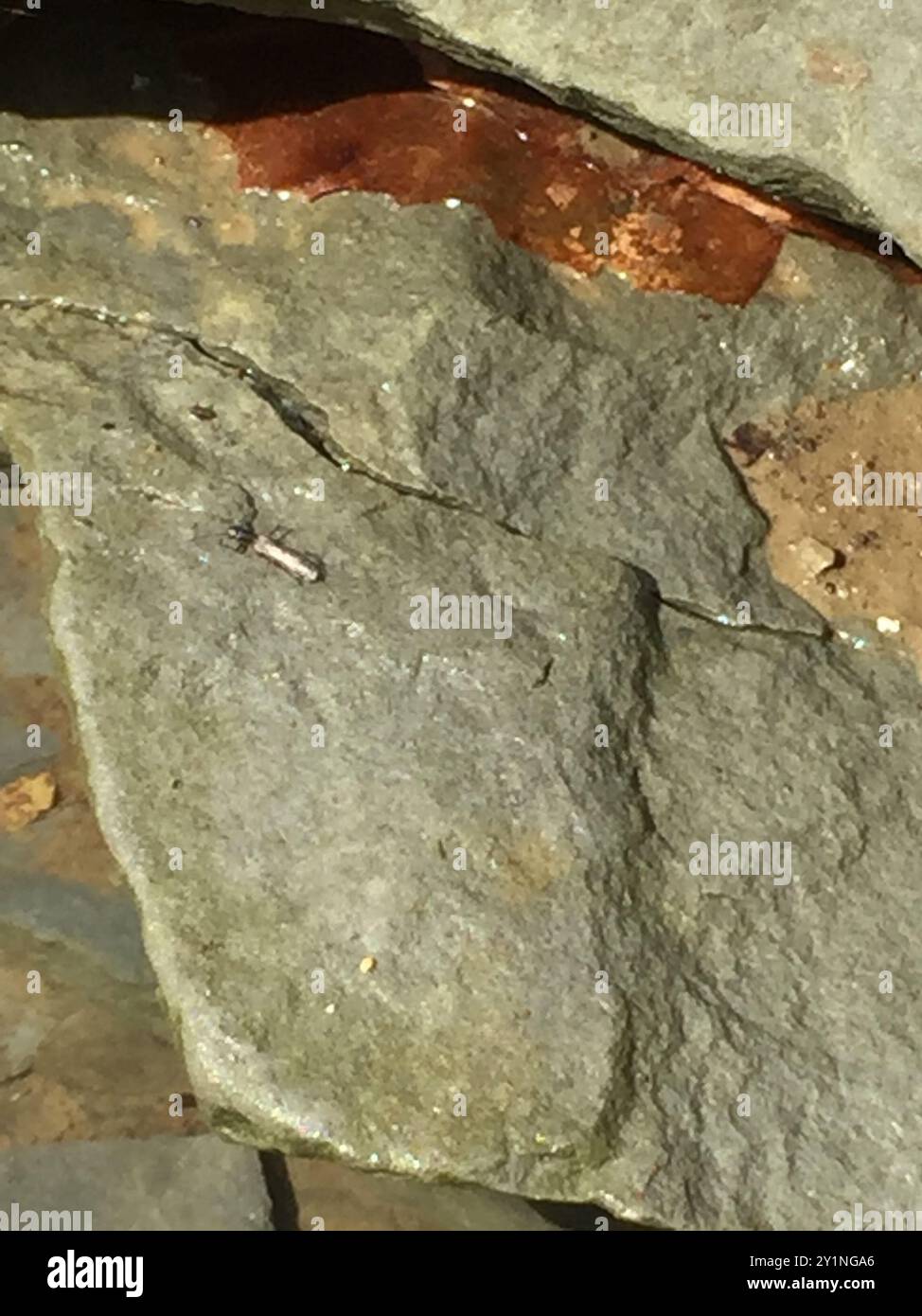 Stoneflies (Plecoptera) Insecta Stock Photo - Alamy