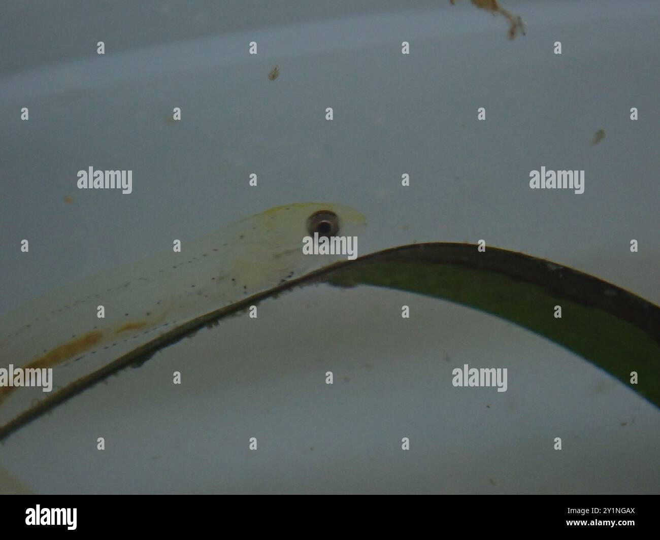 Gunnels (Pholidae) Actinopterygii Stock Photo - Alamy