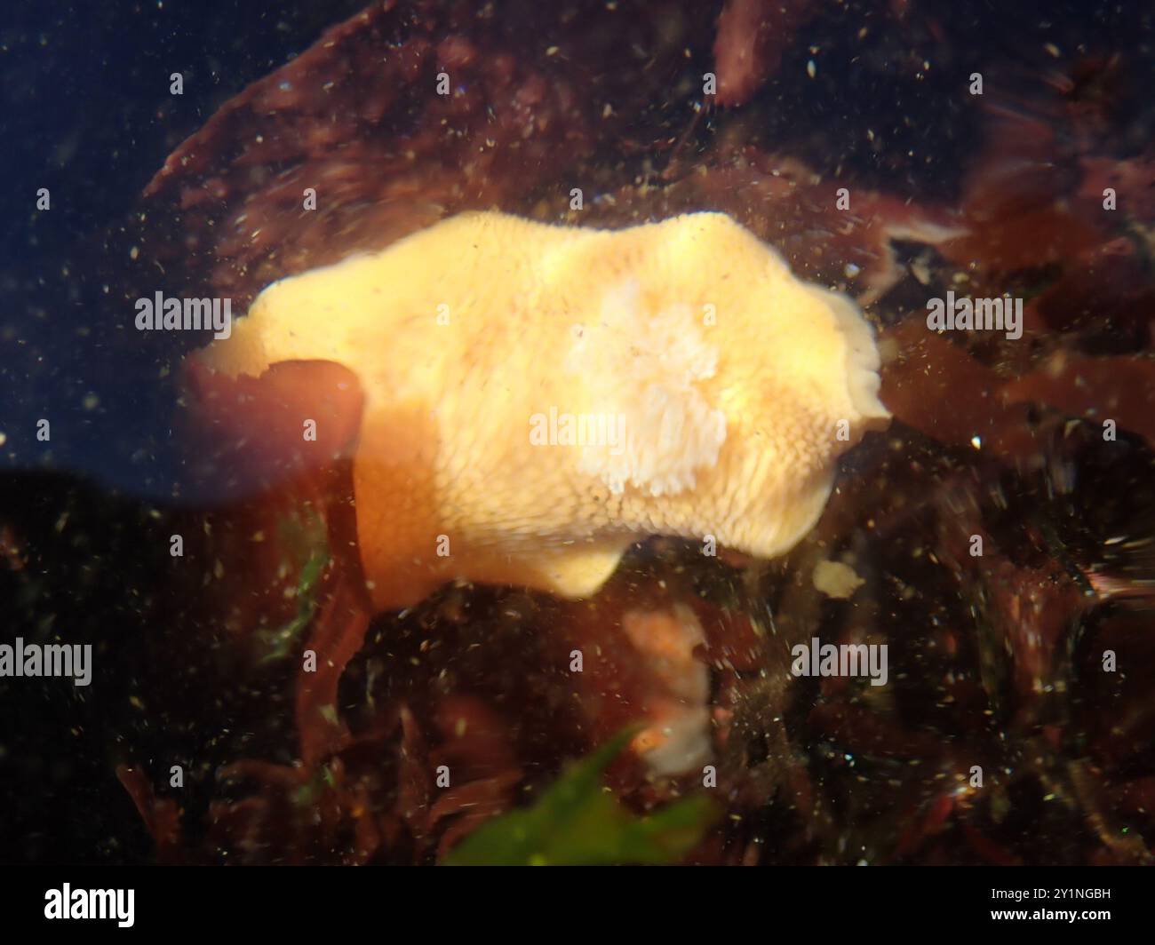 Noble Dorid (Peltodoris nobilis) Mollusca Stock Photo - Alamy