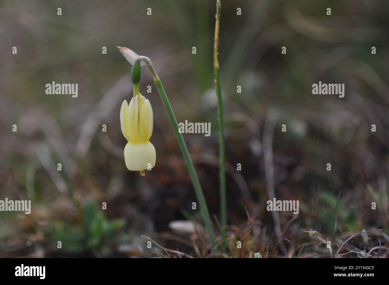 Angel's-tears (Narcissus triandrus pallidulus) Plantae Stock Photo - Alamy