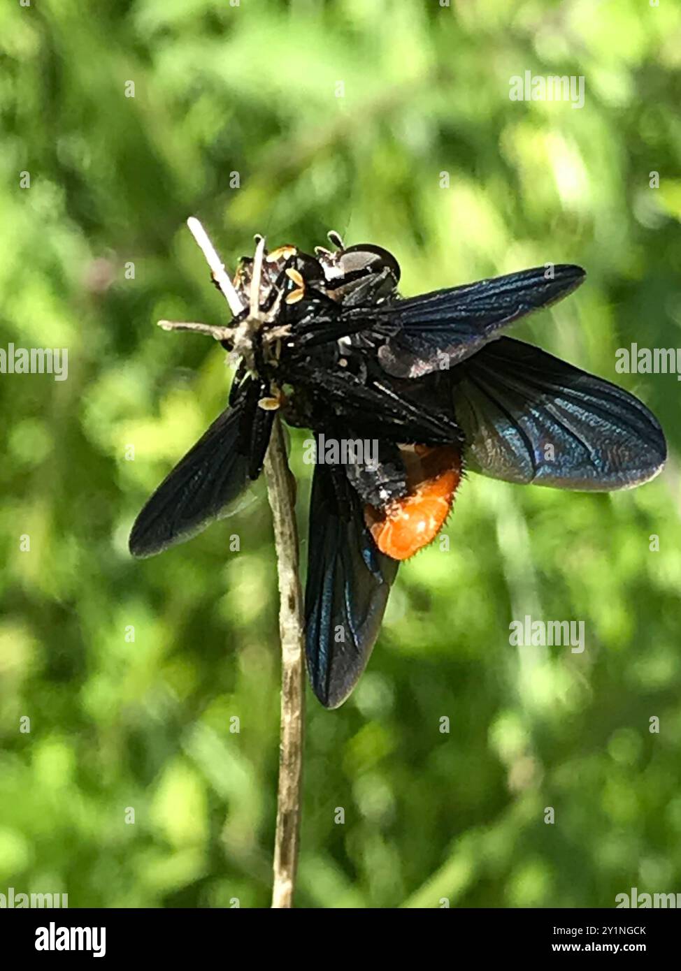 Feather-legged Flies (Trichopoda) Insecta Stock Photo - Alamy