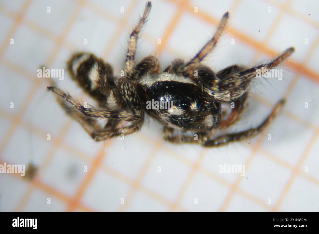 Zebra Jumping Spider (Salticus scenicus) Arachnida Stock Photo - Alamy
