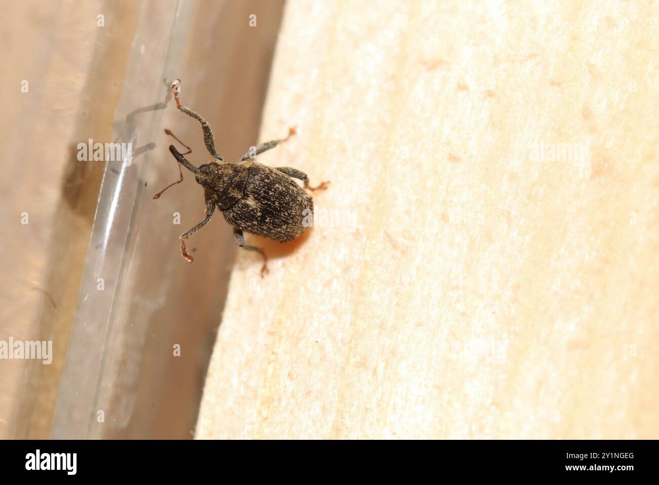 Cabbage Stem Weevil (Ceutorhynchus pallidactylus) Insecta Stock Photo ...
