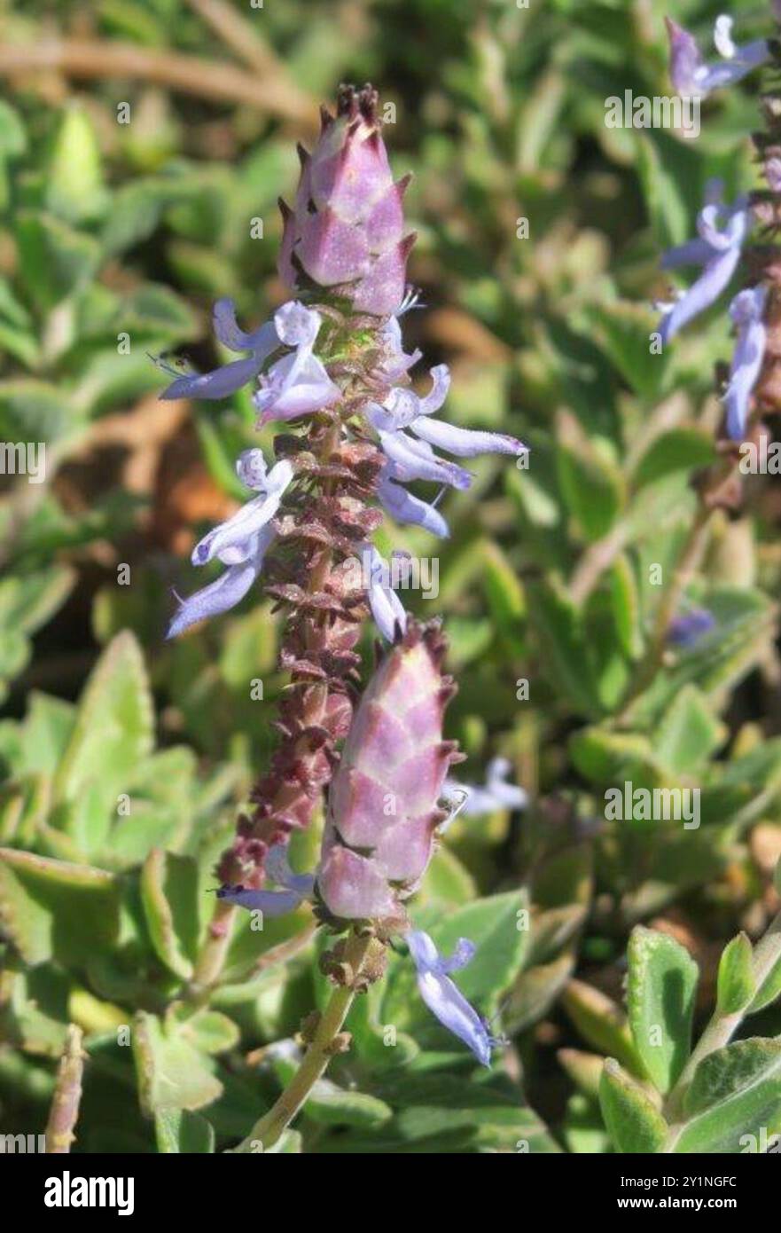 Lobster flower (Coleus neochilus) Plantae Stock Photo - Alamy