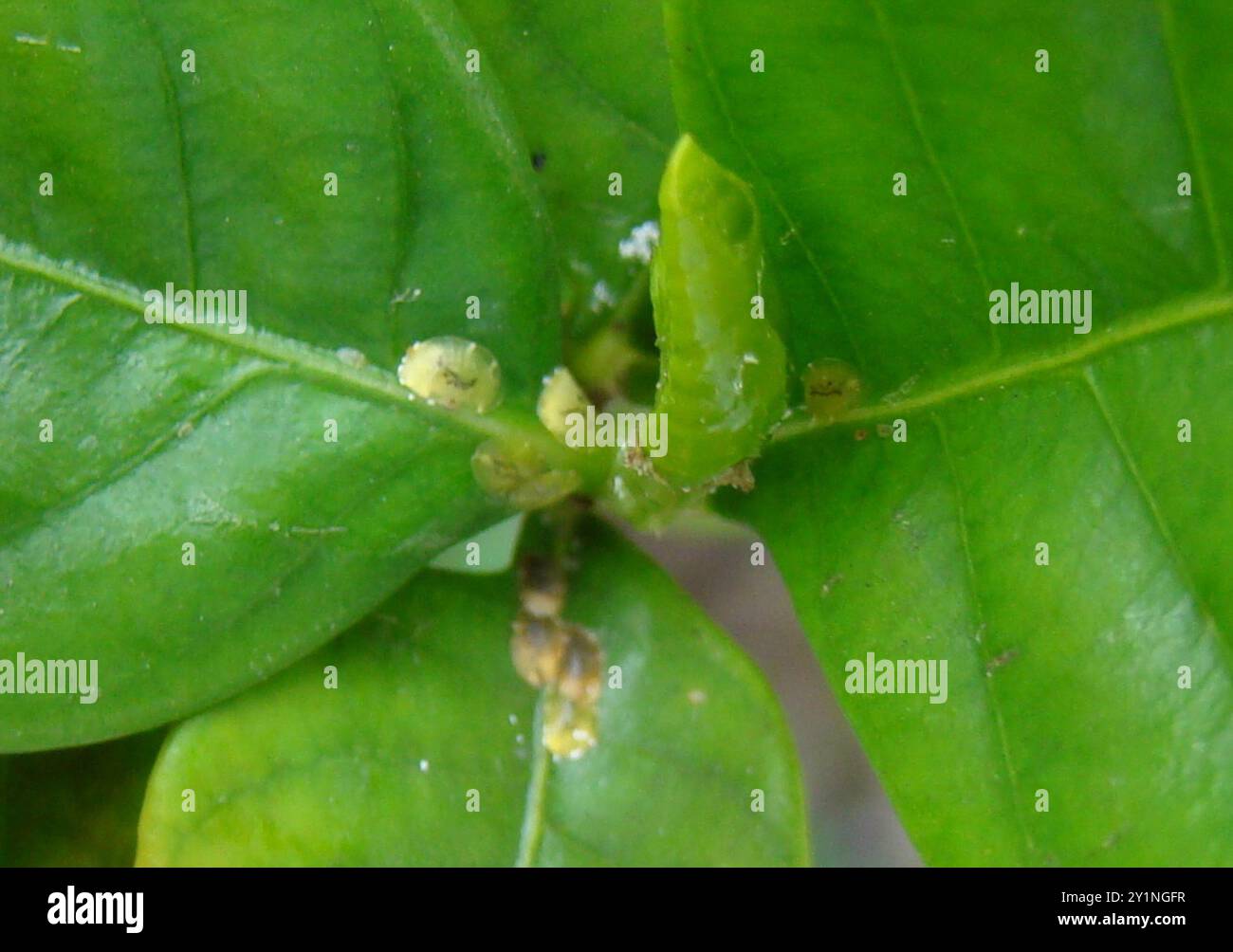 Green Coffee Scale (Coccus viridis) Insecta Stock Photo - Alamy