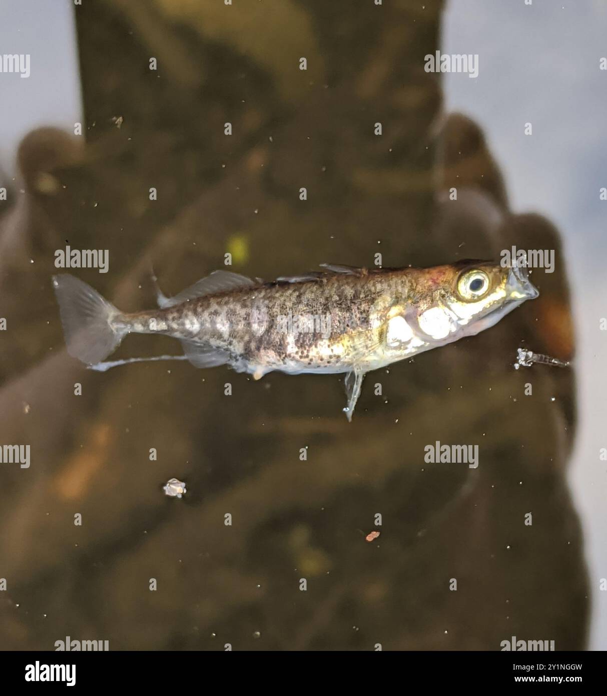 Threespine Stickleback (Gasterosteus aculeatus) Actinopterygii Stock ...