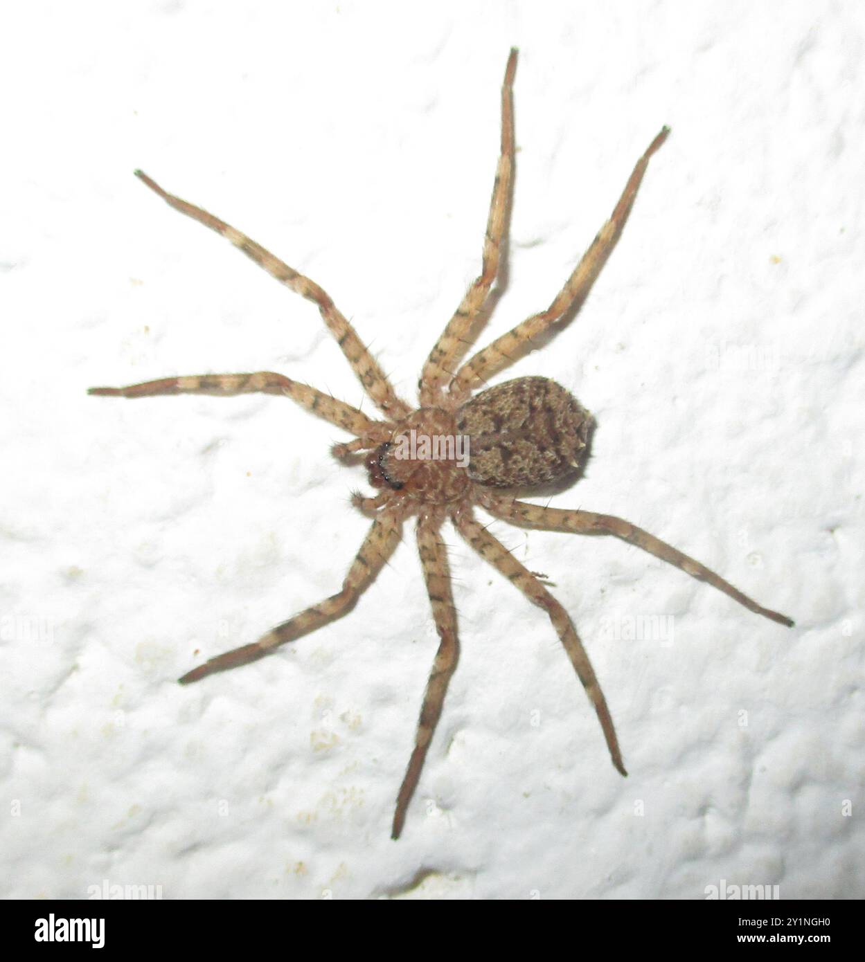 Flatties (Selenopidae) Arachnida Stock Photo - Alamy