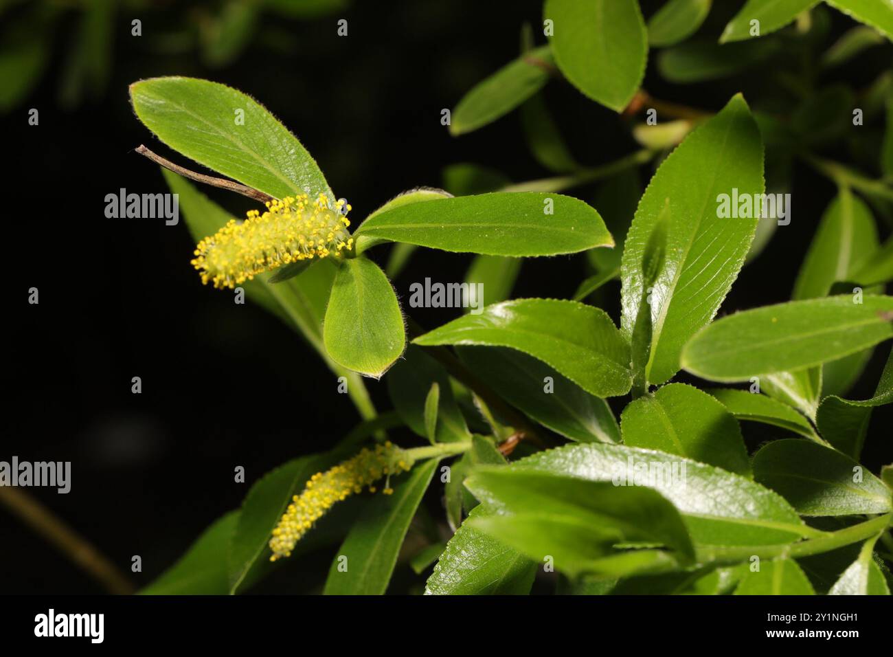 hybrid crack willow (Salix × fragilis) Plantae Stock Photo - Alamy