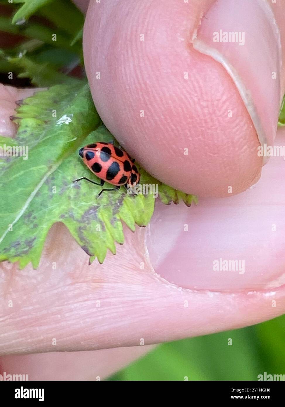 Spotted Pink Lady Beetle (Coleomegilla maculata) Insecta Stock Photo ...